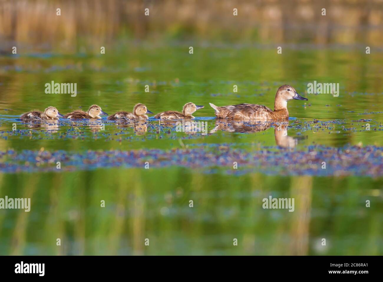 Cute duck family. Natural background. Bird: Common Pochard. Aythya ...