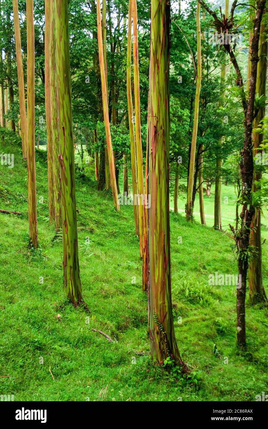 Beautiful trees on a slope in Costa Rica Stock Photo - Alamy