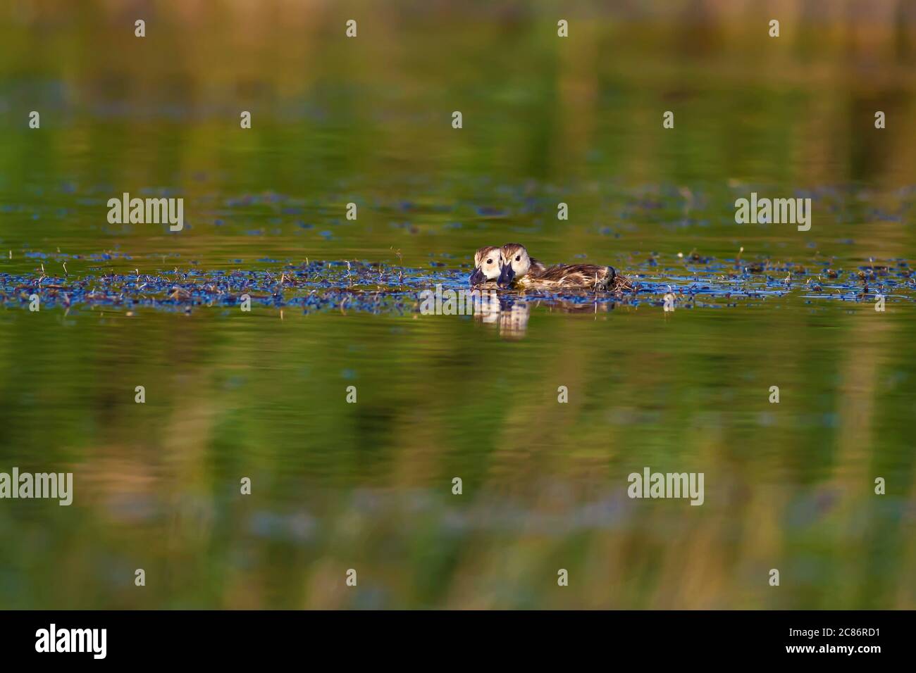 Duck. Red crested Pochard. Colorful nature habitat background. Common ...
