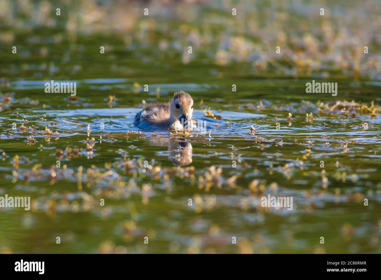 Duck. Red crested Pochard. Colorful nature habitat background. Common ...