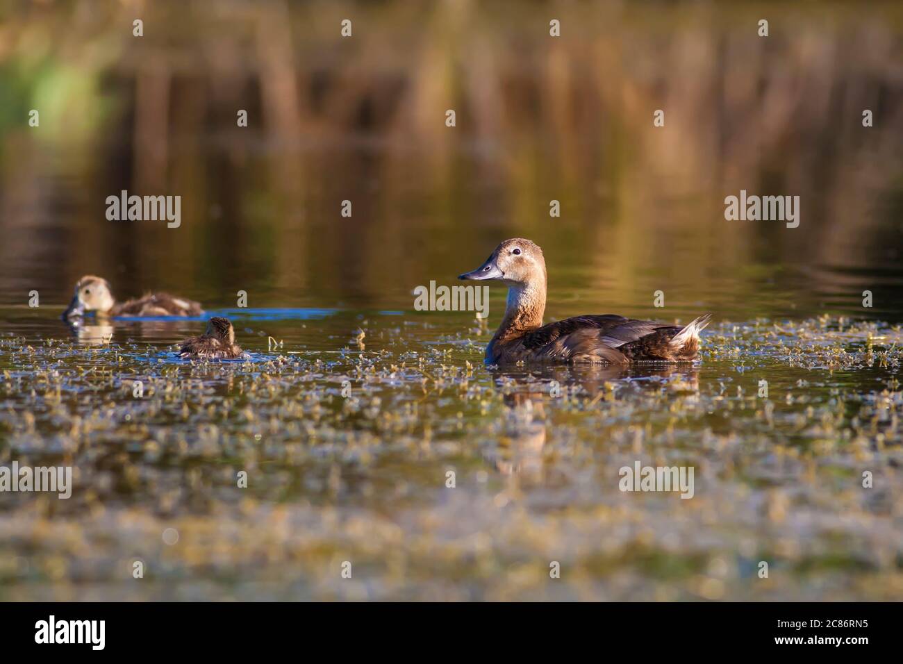 Cute duck family. Natural background. Bird: Common Pochard. Aythya ...