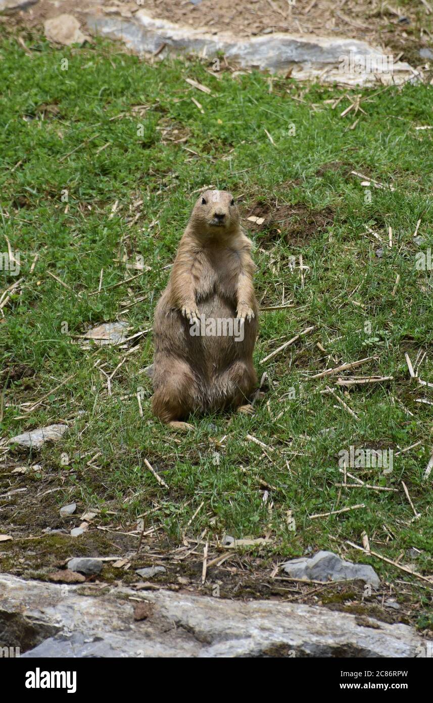 Prairie dog standing up on his hind legs Stock Photo - Alamy