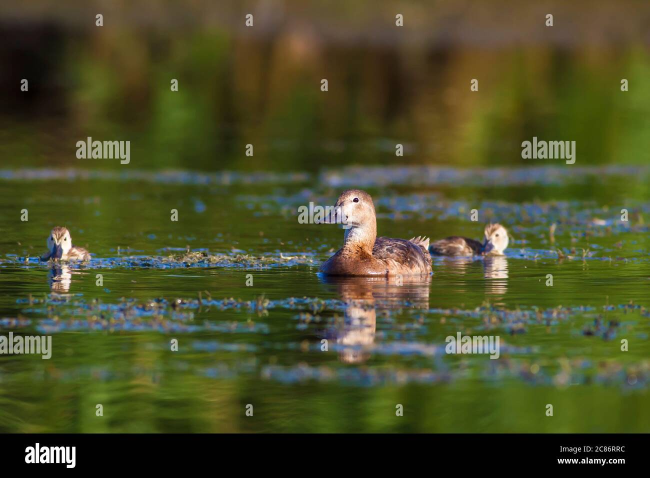 Cute duck family. Natural background. Bird: Common Pochard. Aythya ...