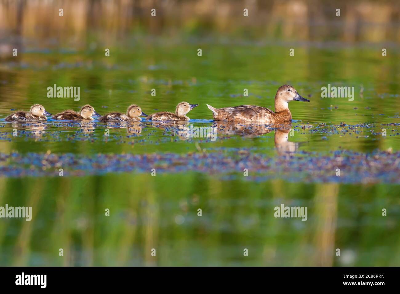 Cute duck family. Natural background. Bird: Common Pochard. Aythya ...