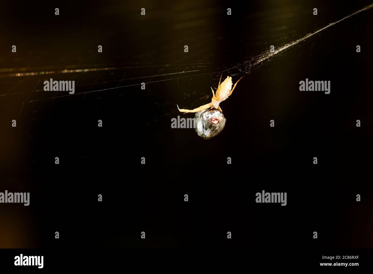 Spider. Spider wrapping its prey in silk. Nature background Stock Photo ...