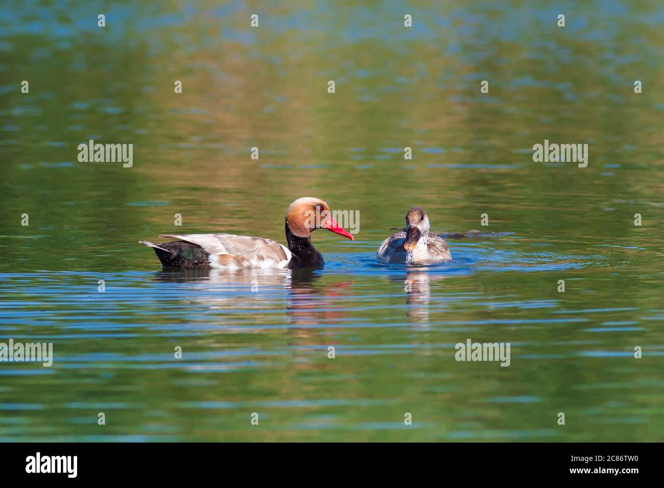 Duck. Red crested Pochard. Colorful nature habitat background. Common ...