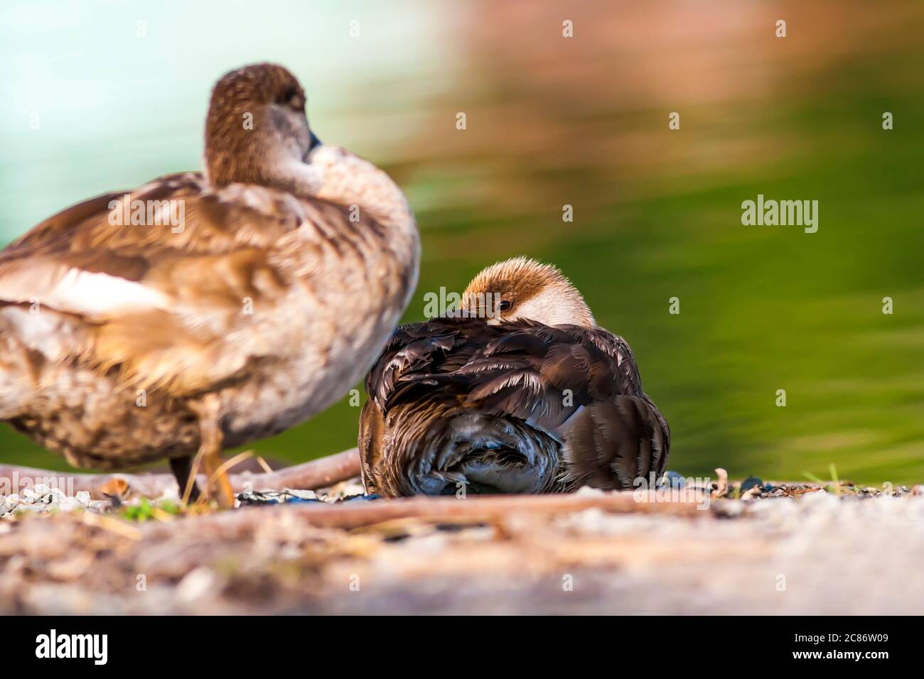 Duck. Red crested Pochard. Colorful nature habitat background. Common ...