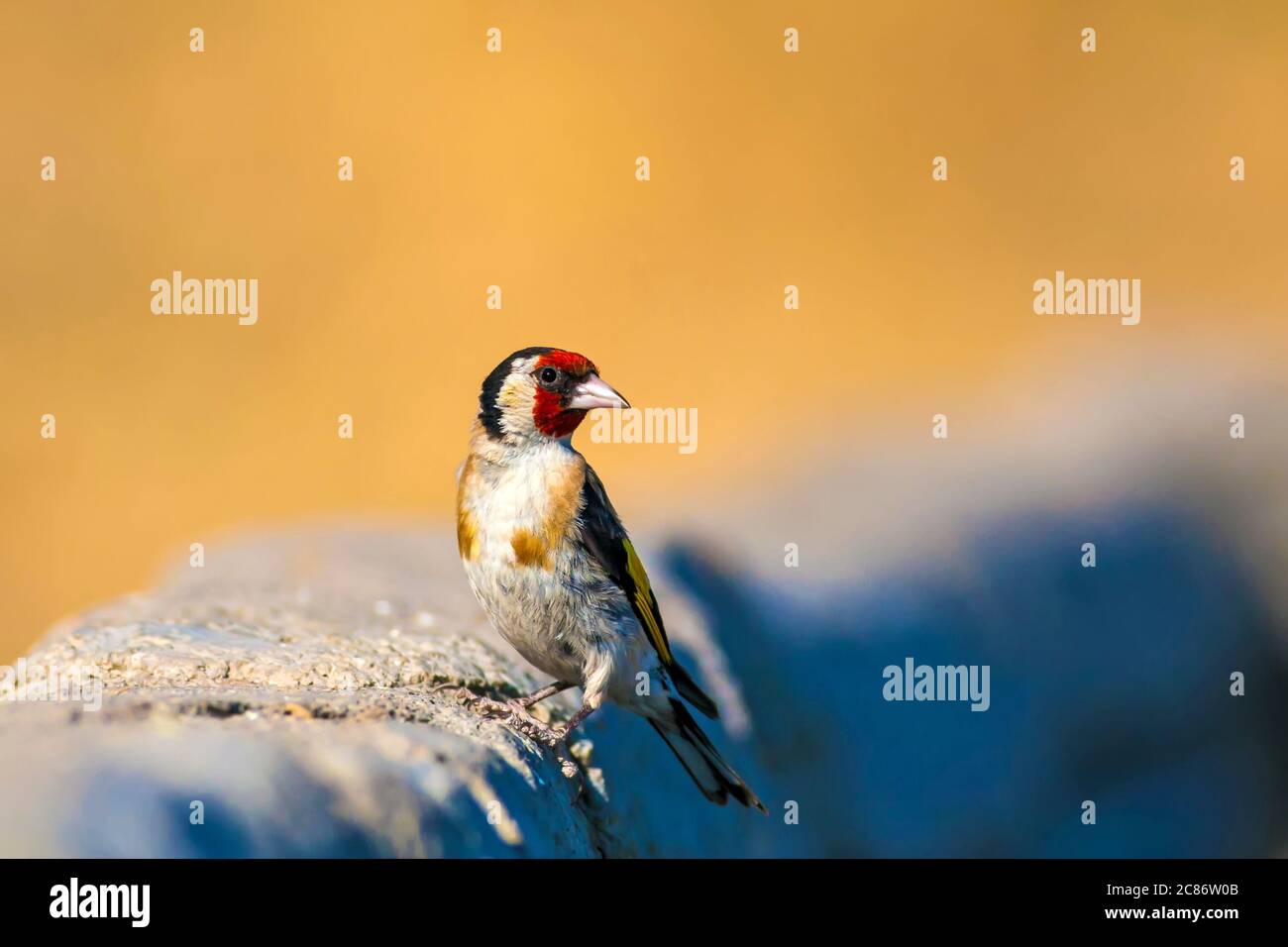 Nature and bird. Natural background Stock Photo - Alamy