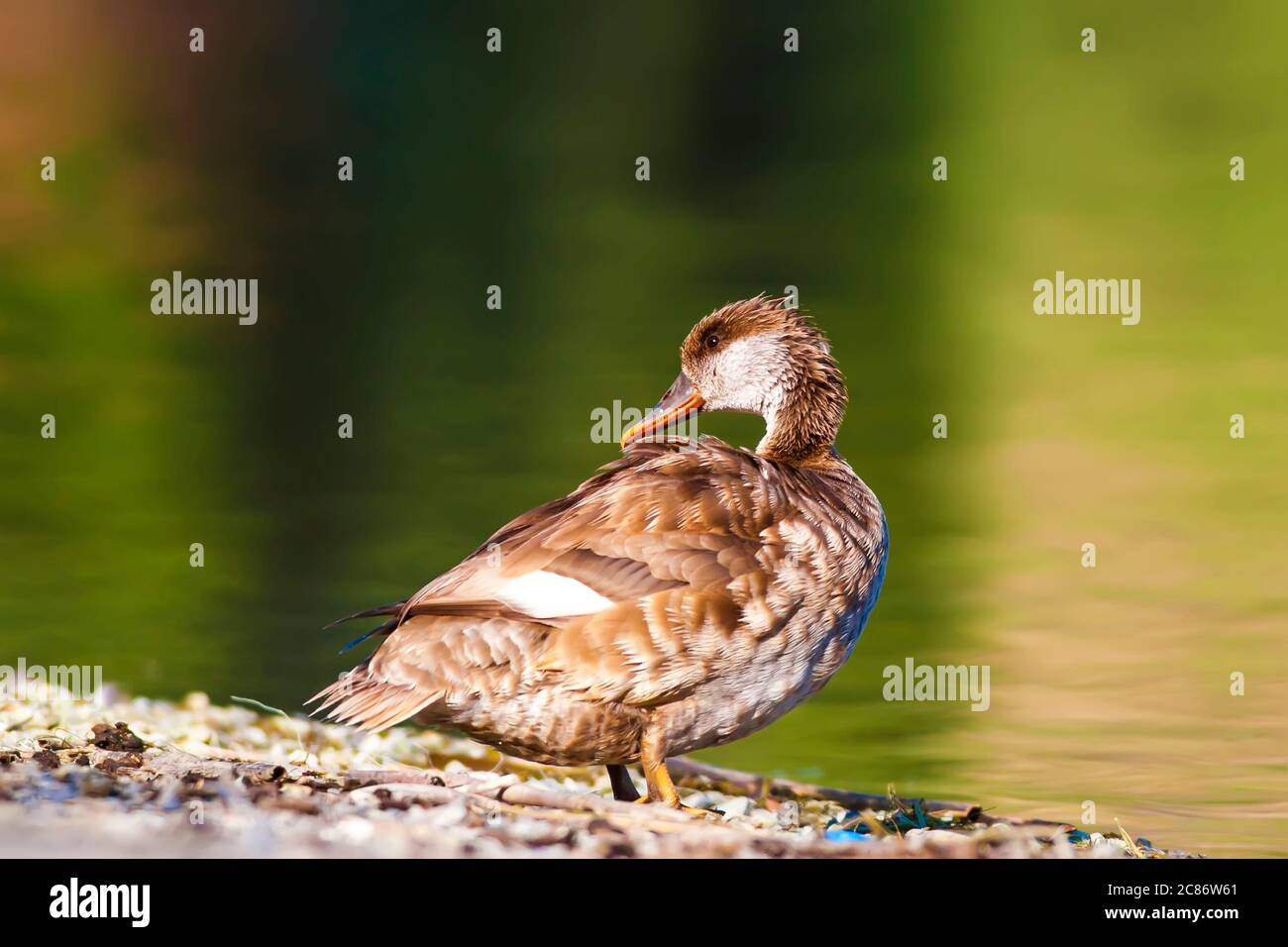 Duck. Red crested Pochard. Colorful nature habitat background. Common ...