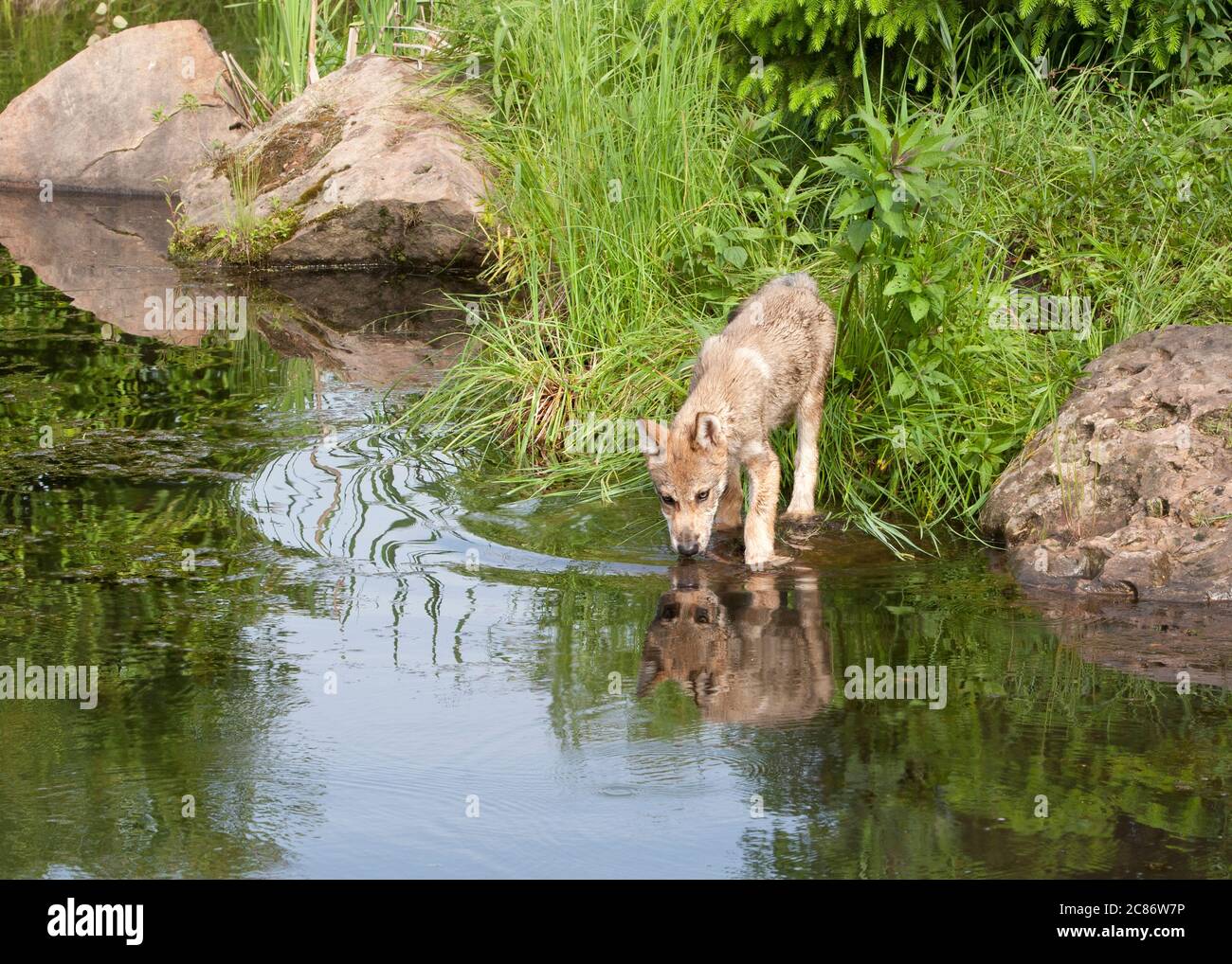 Wolf pup portrait hi-res stock photography and images - Alamy