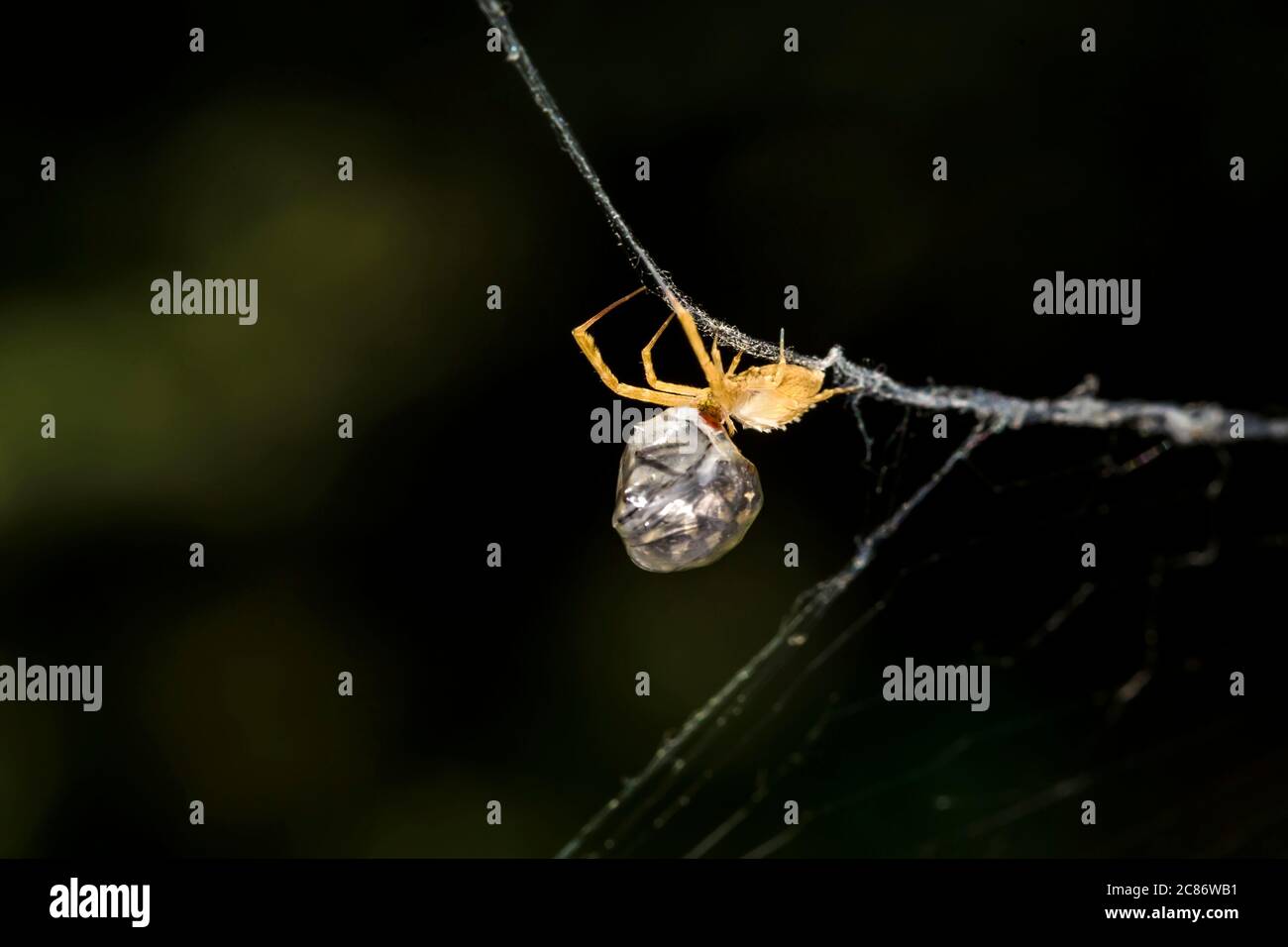 Spider. Spider wrapping its prey in silk. Nature background Stock Photo ...