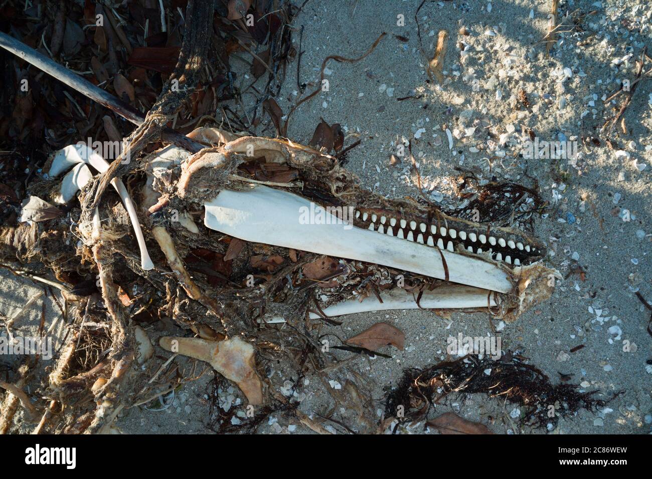 skull of bottlenose dolphin, Tursiops truncatus, washed ashore, with ...