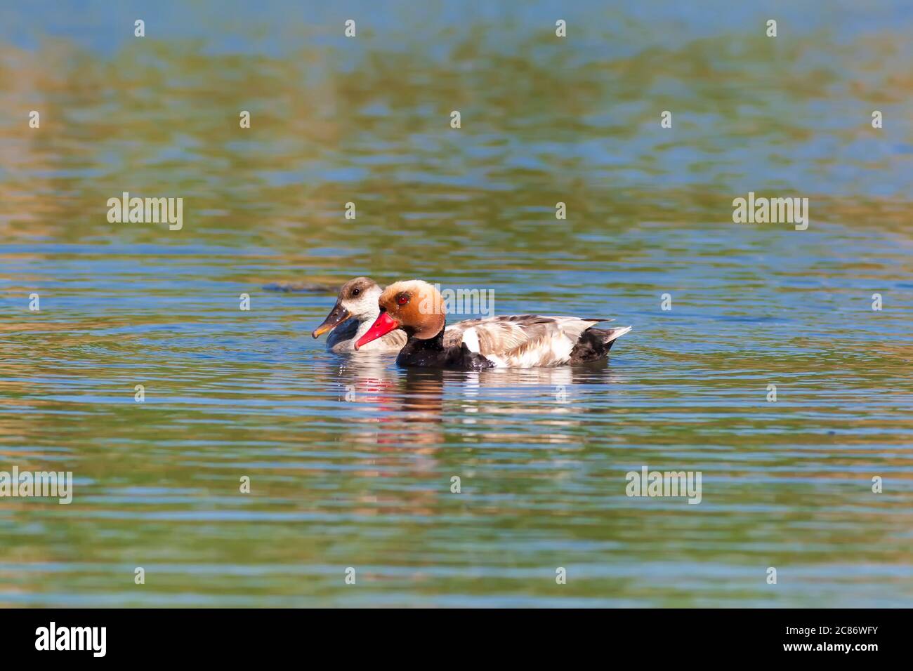 Duck. Red crested Pochard. Colorful nature habitat background. Common ...