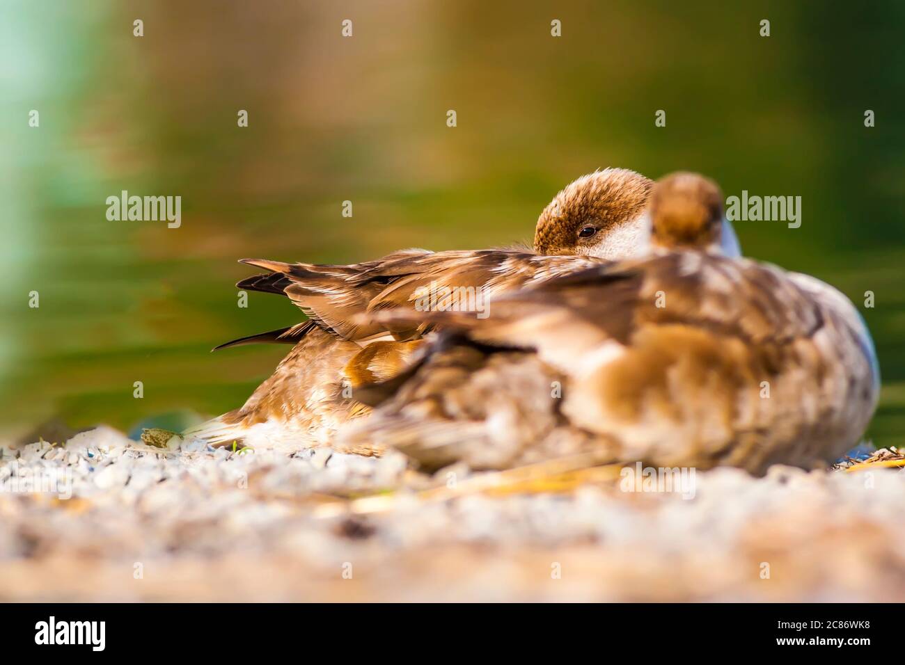 Duck. Red crested Pochard. Colorful nature habitat background. Common ...