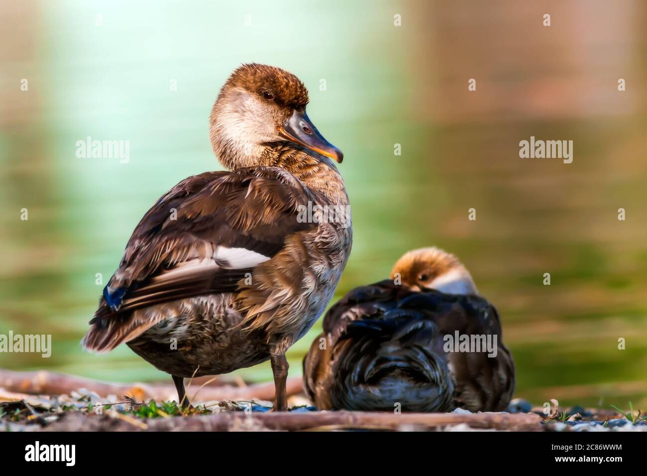 Duck. Red crested Pochard. Colorful nature habitat background. Common ...