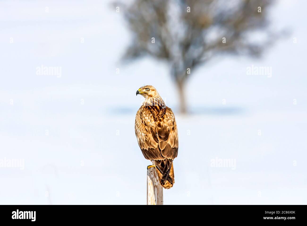 Bird of prey. Buzzard. Nature background. Bird: Long legged Buzzard ...