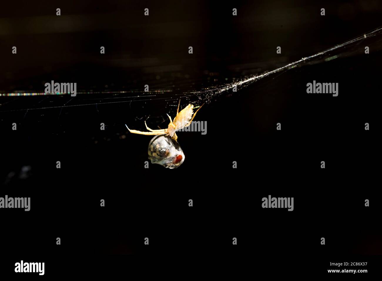 Spider. Spider wrapping its prey in silk. Nature background Stock Photo ...