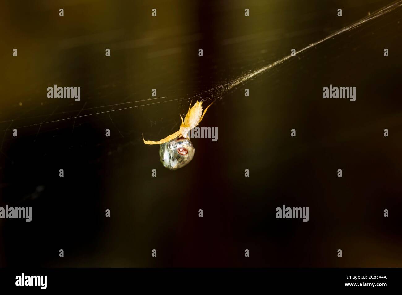 Spider. Spider wrapping its prey in silk. Nature background Stock Photo ...