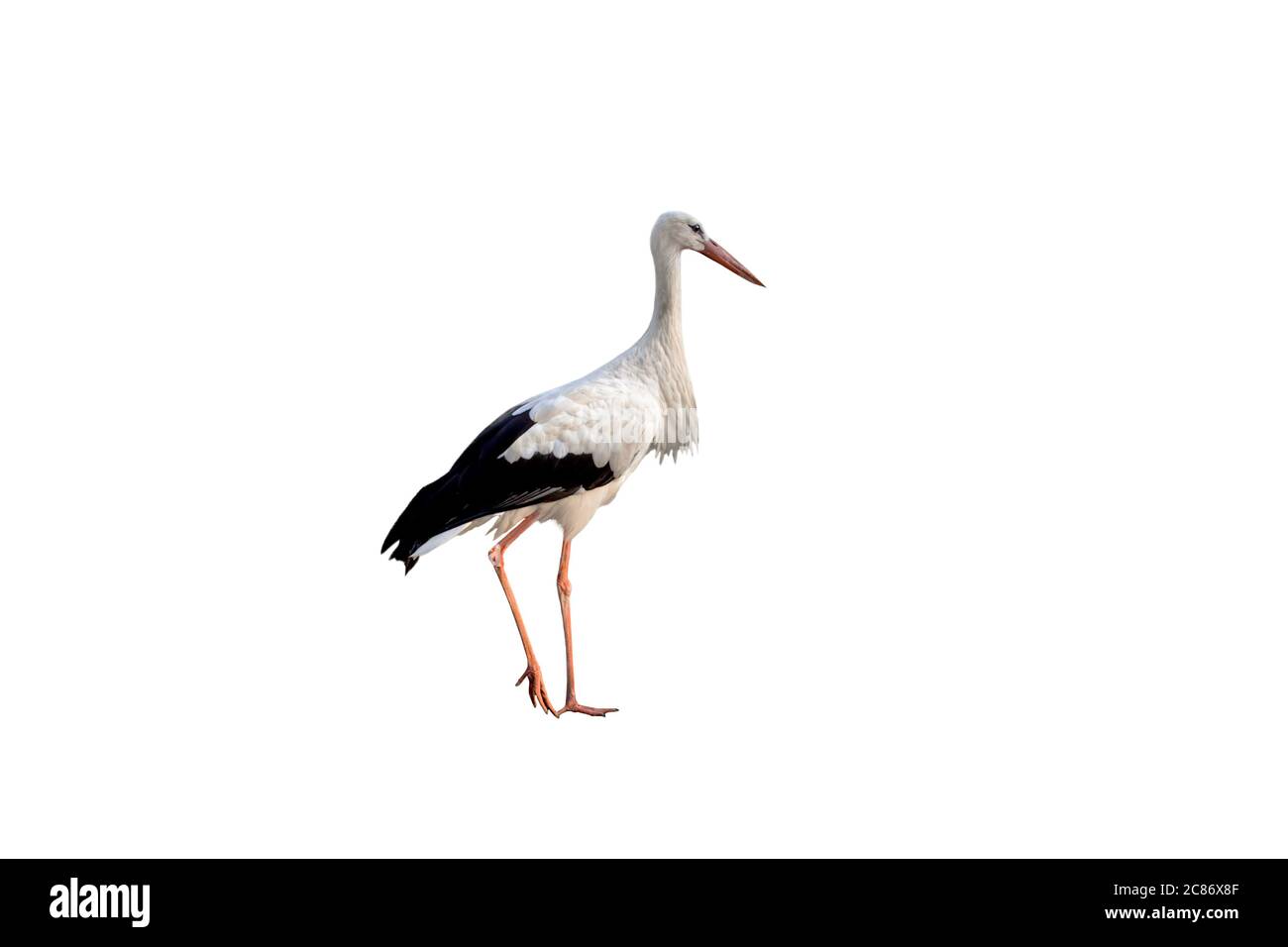 Silver stork Cut Out Stock Images & Pictures - Alamy
