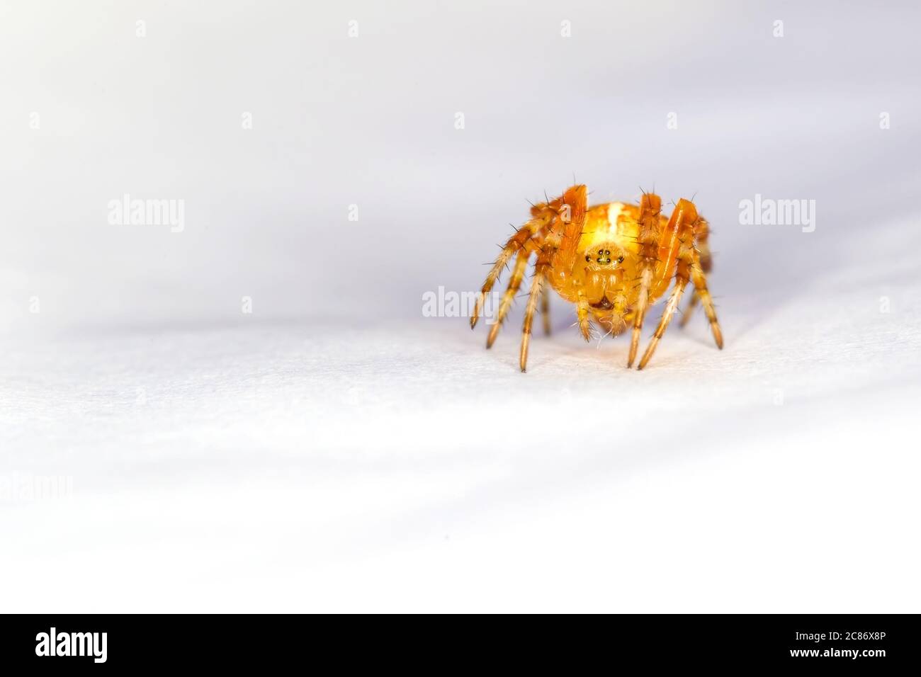 Spider. Spider wrapping its prey in silk. Nature background Stock Photo ...