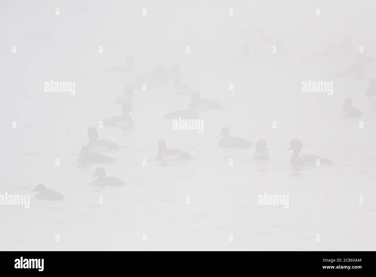 Winter lake. White nature background Stock Photo - Alamy