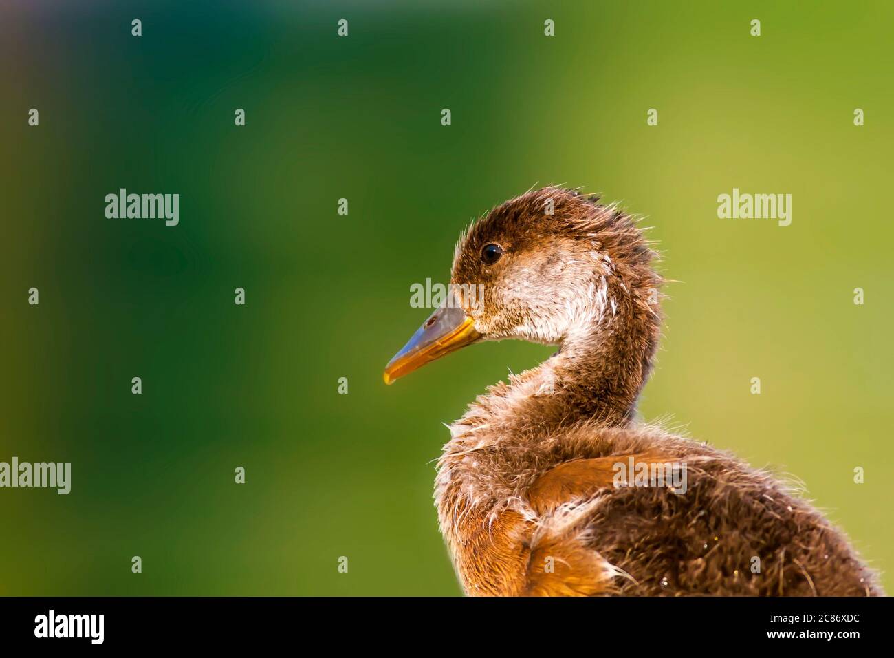 Duck. Red crested Pochard. Colorful nature habitat background. Common ...