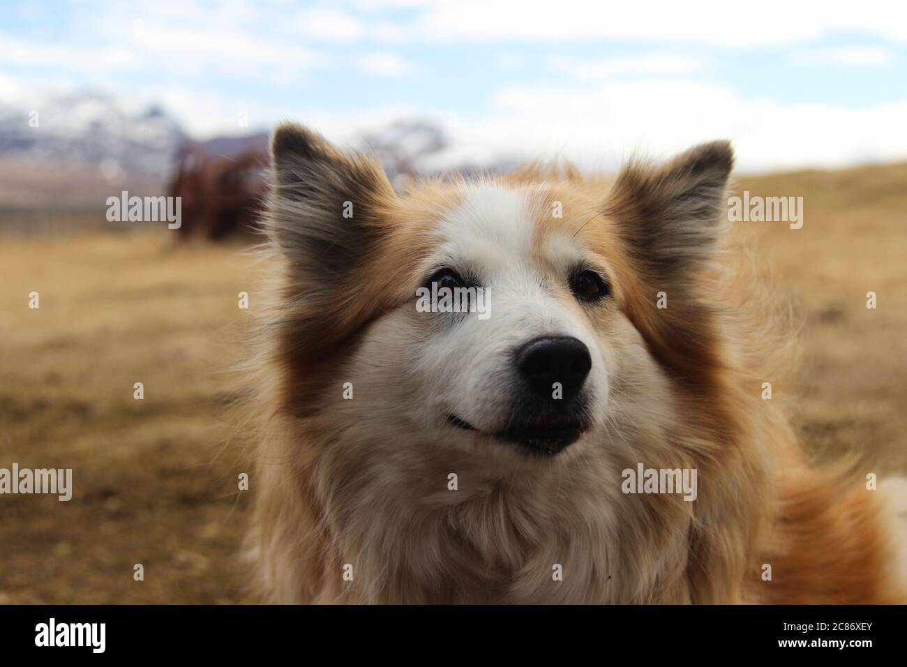 Mix Di Buhund Norvegese