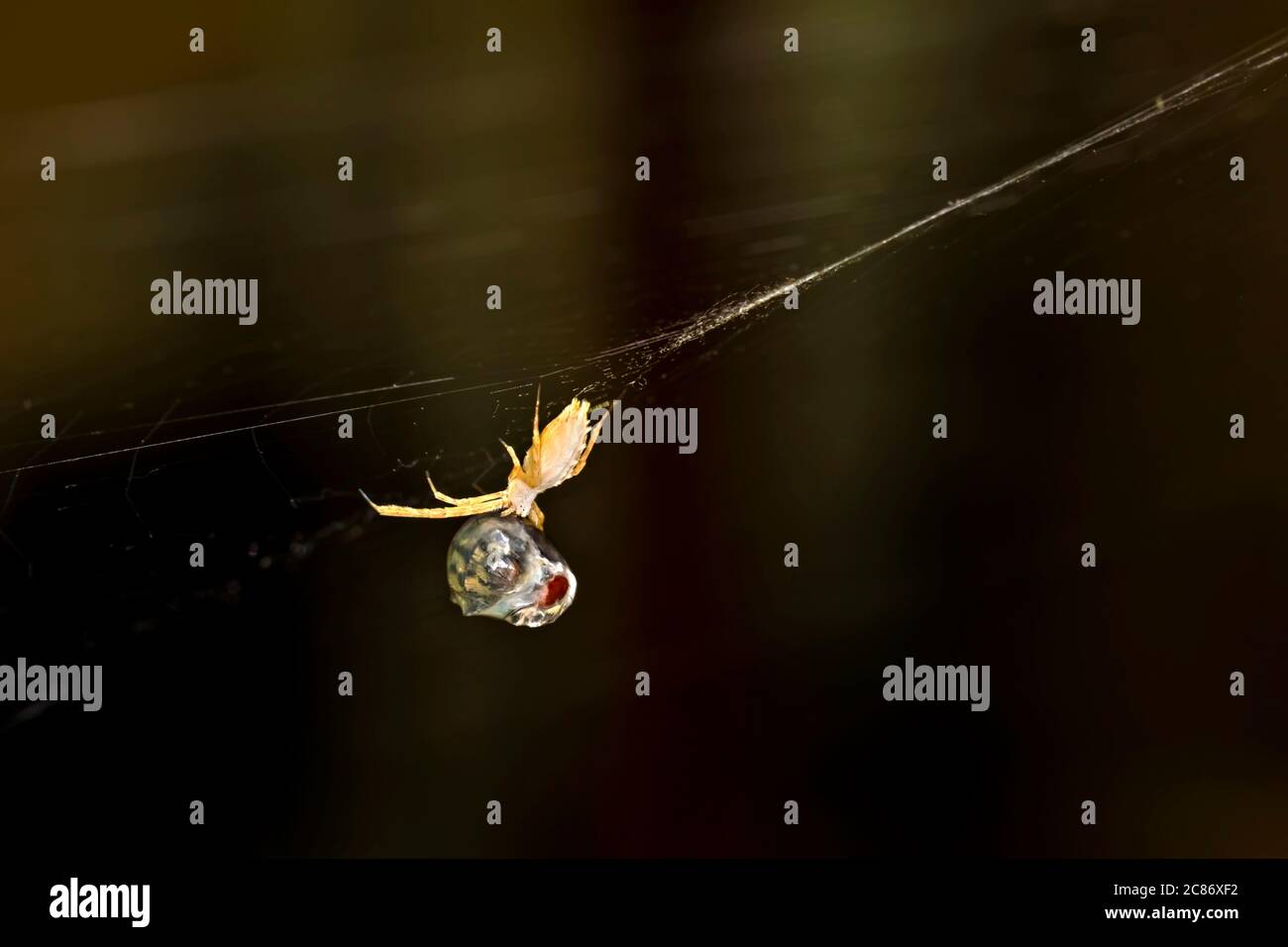 Spider. Spider wrapping its prey in silk. Nature background Stock Photo ...