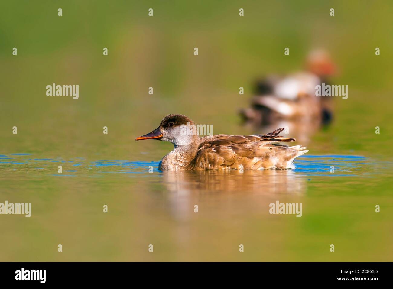 Duck. Red crested Pochard. Colorful nature habitat background. Common ...