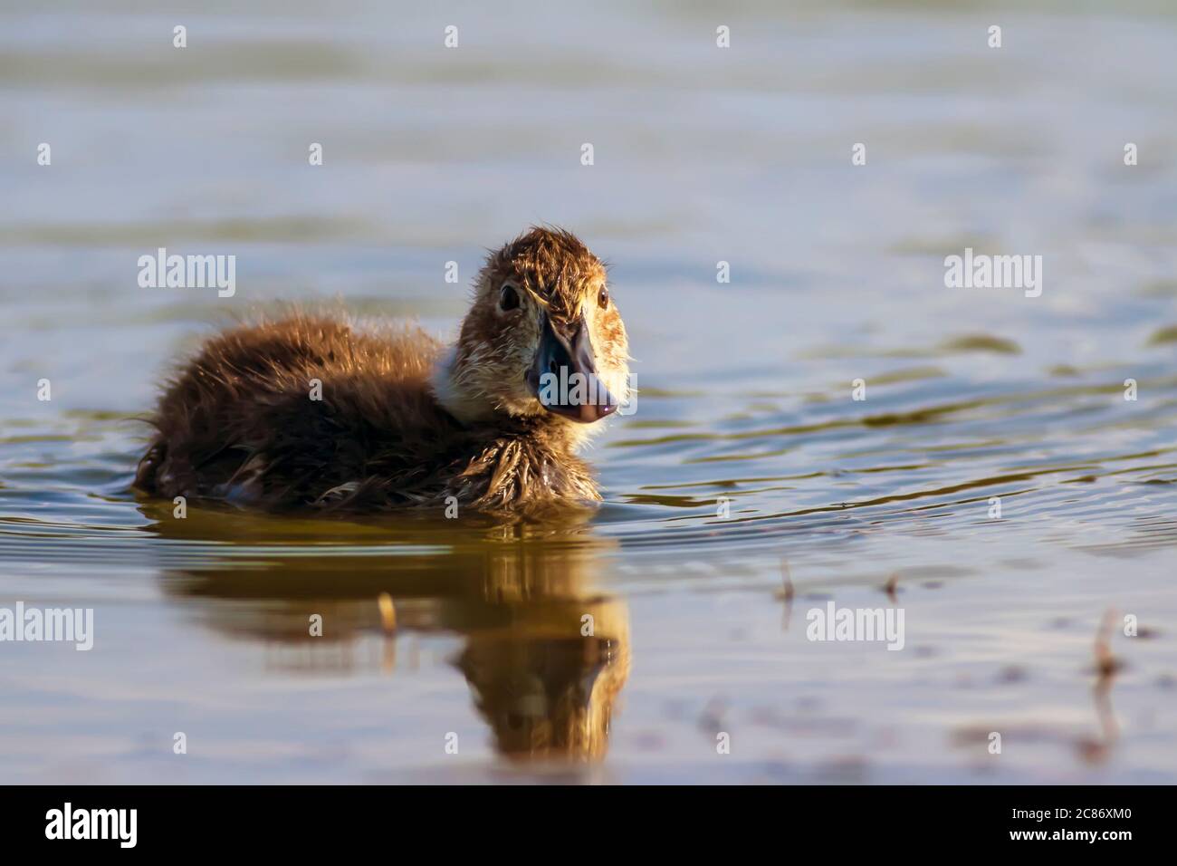 Duck. Red crested Pochard. Colorful nature habitat background. Common ...