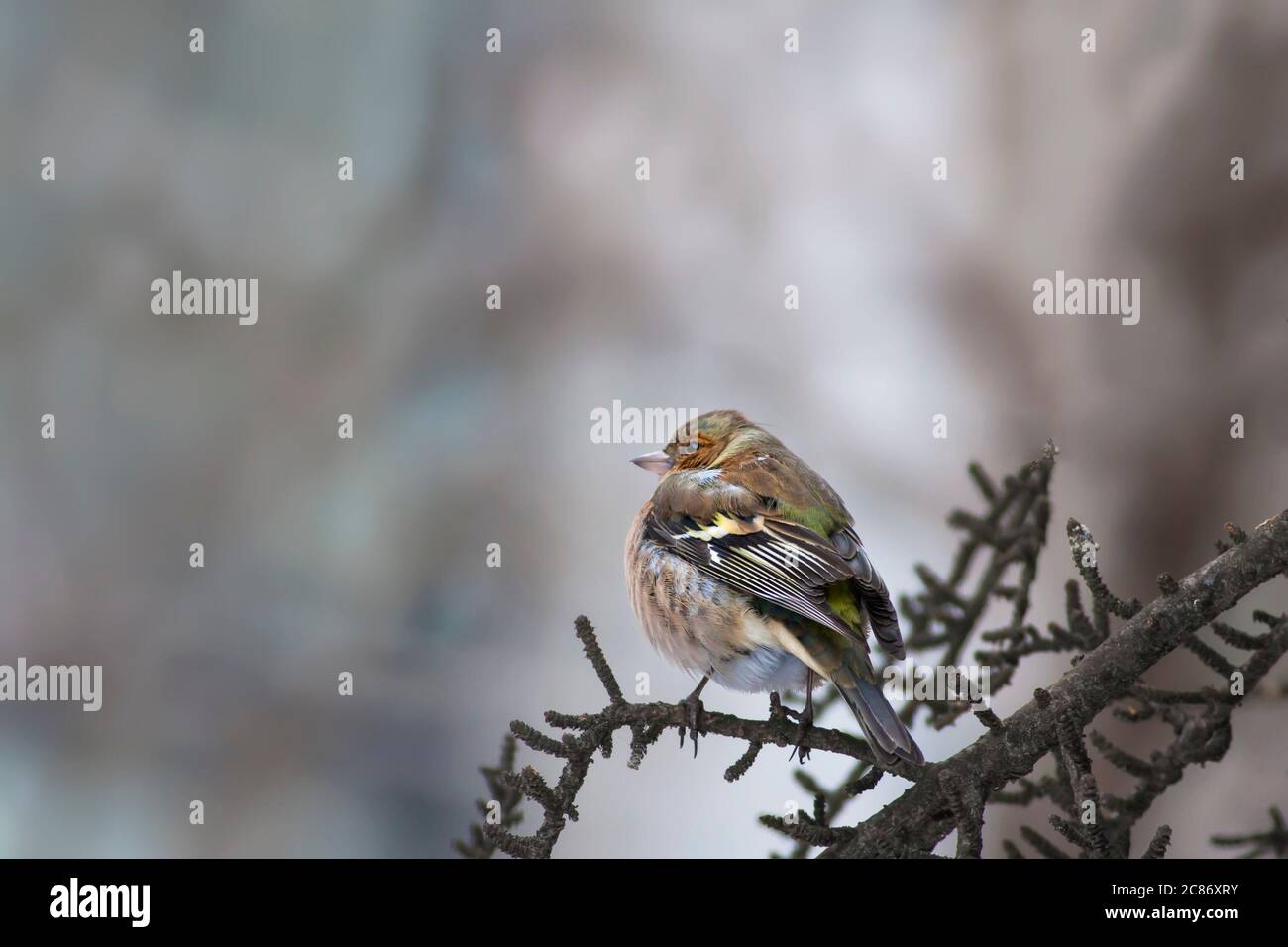 Nature and bird. Natural background Stock Photo - Alamy