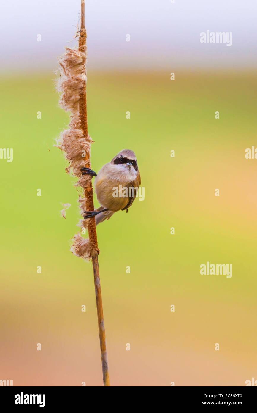 Nature and bird. Natural background Stock Photo - Alamy