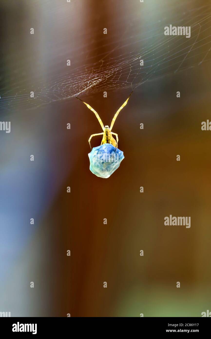 Spider. Spider wrapping its prey in silk. Nature background Stock Photo ...