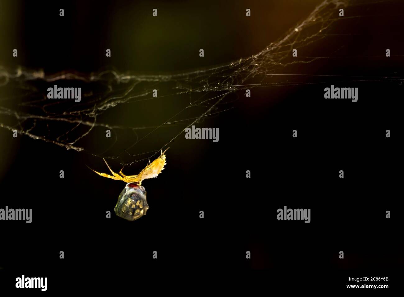 Spider. Spider wrapping its prey in silk. Nature background Stock Photo ...