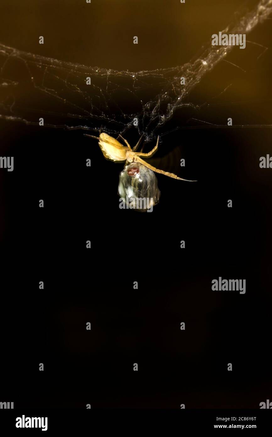 Spider. Spider wrapping its prey in silk. Nature background Stock Photo ...