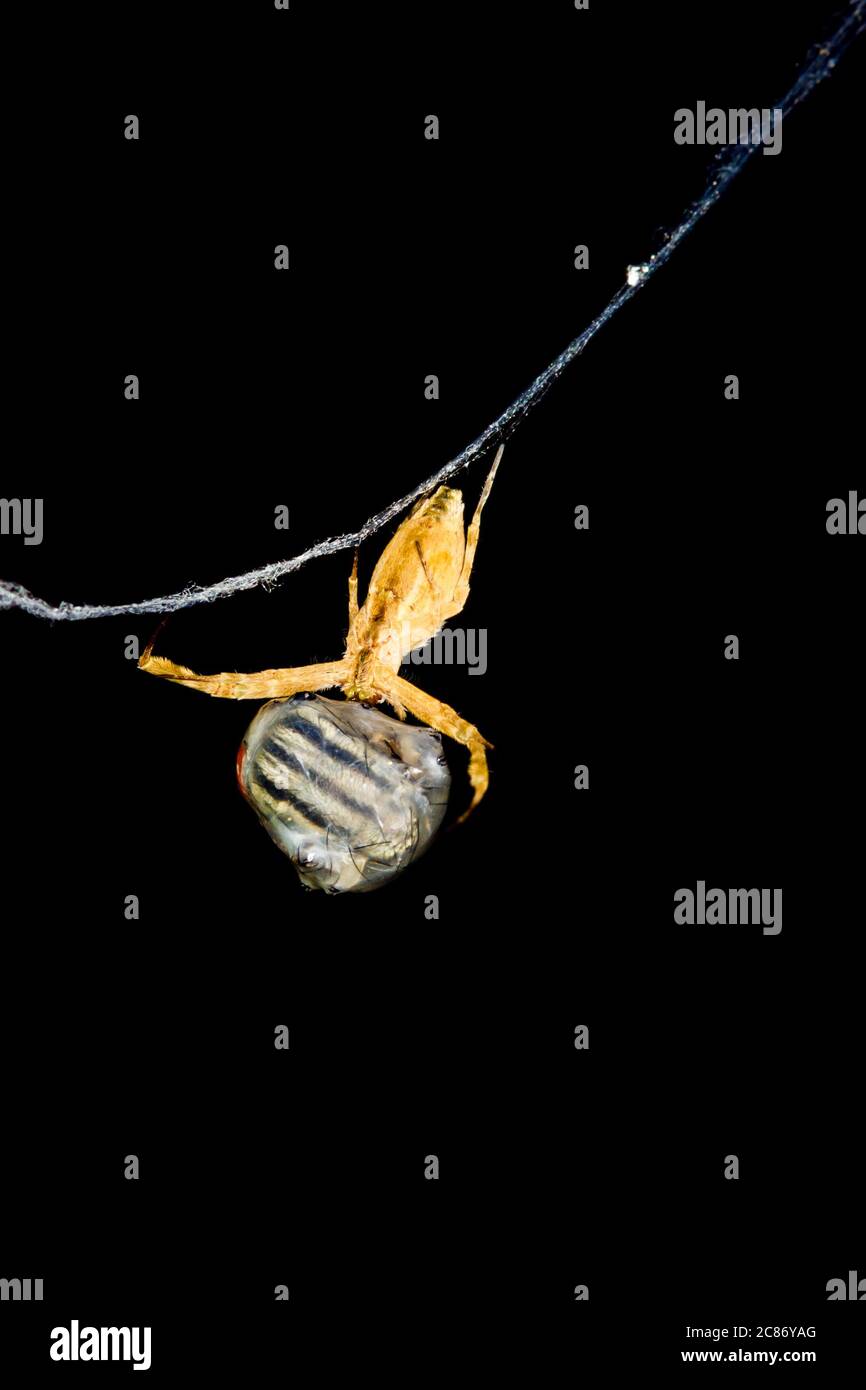 Spider. Spider wrapping its prey in silk. Nature background Stock Photo ...