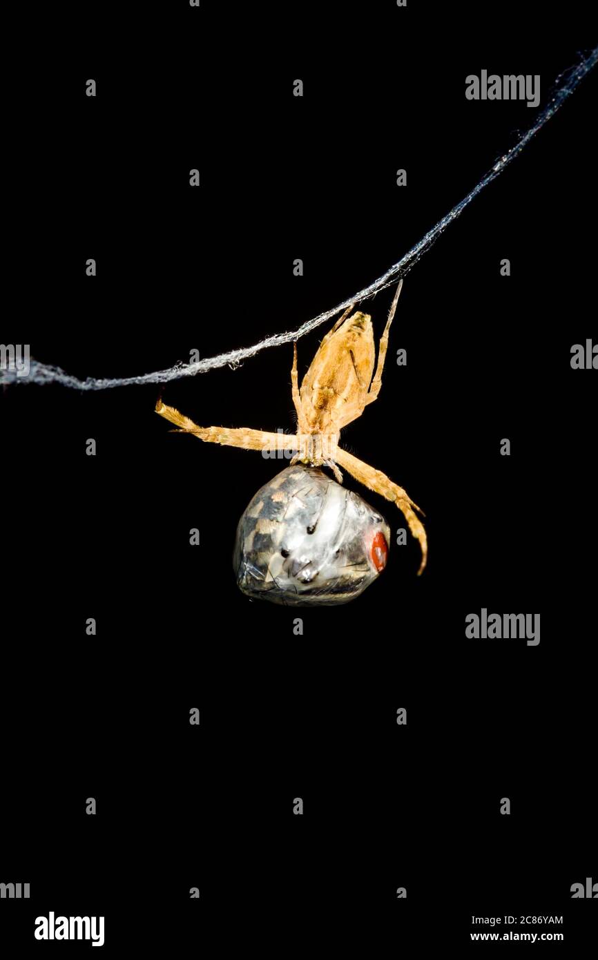 Spider wrapping prey in cobweb hi-res stock photography and images - Alamy