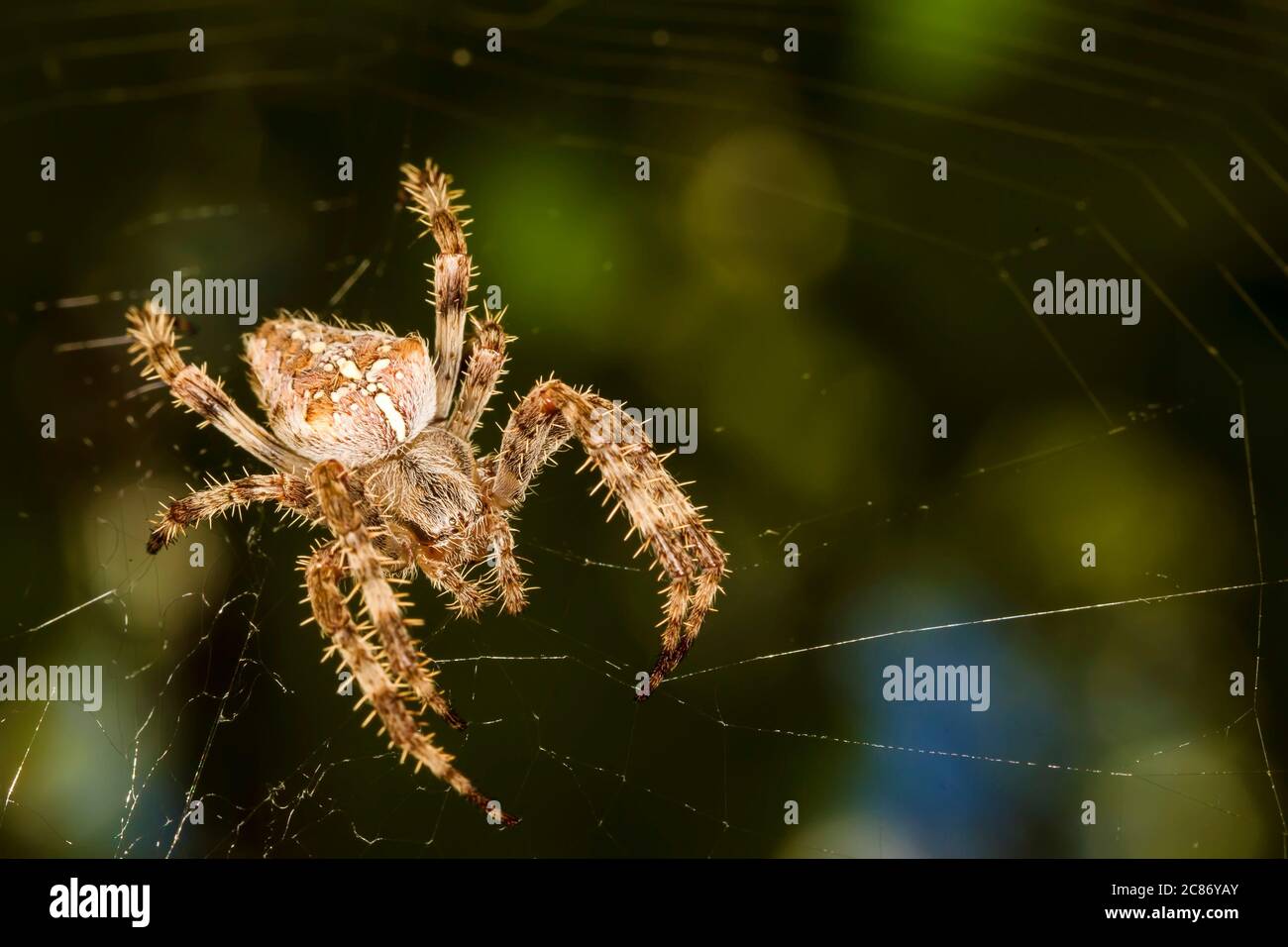 Spider. Spider wrapping its prey in silk. Nature background Stock Photo ...