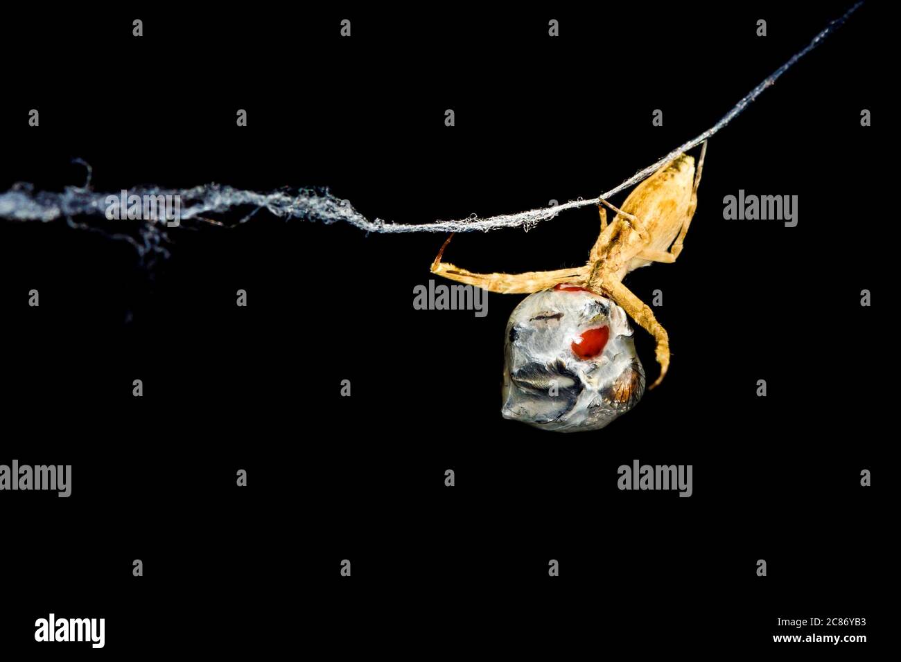 Spider. Spider wrapping its prey in silk. Nature background Stock Photo ...