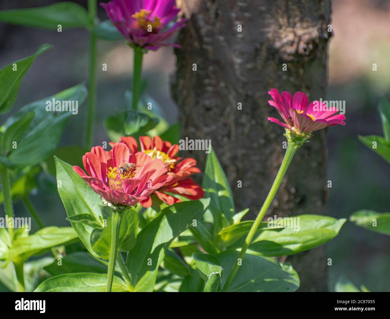 Common zinnia colorful flowers growing in the garden, Zinnia elegans ...