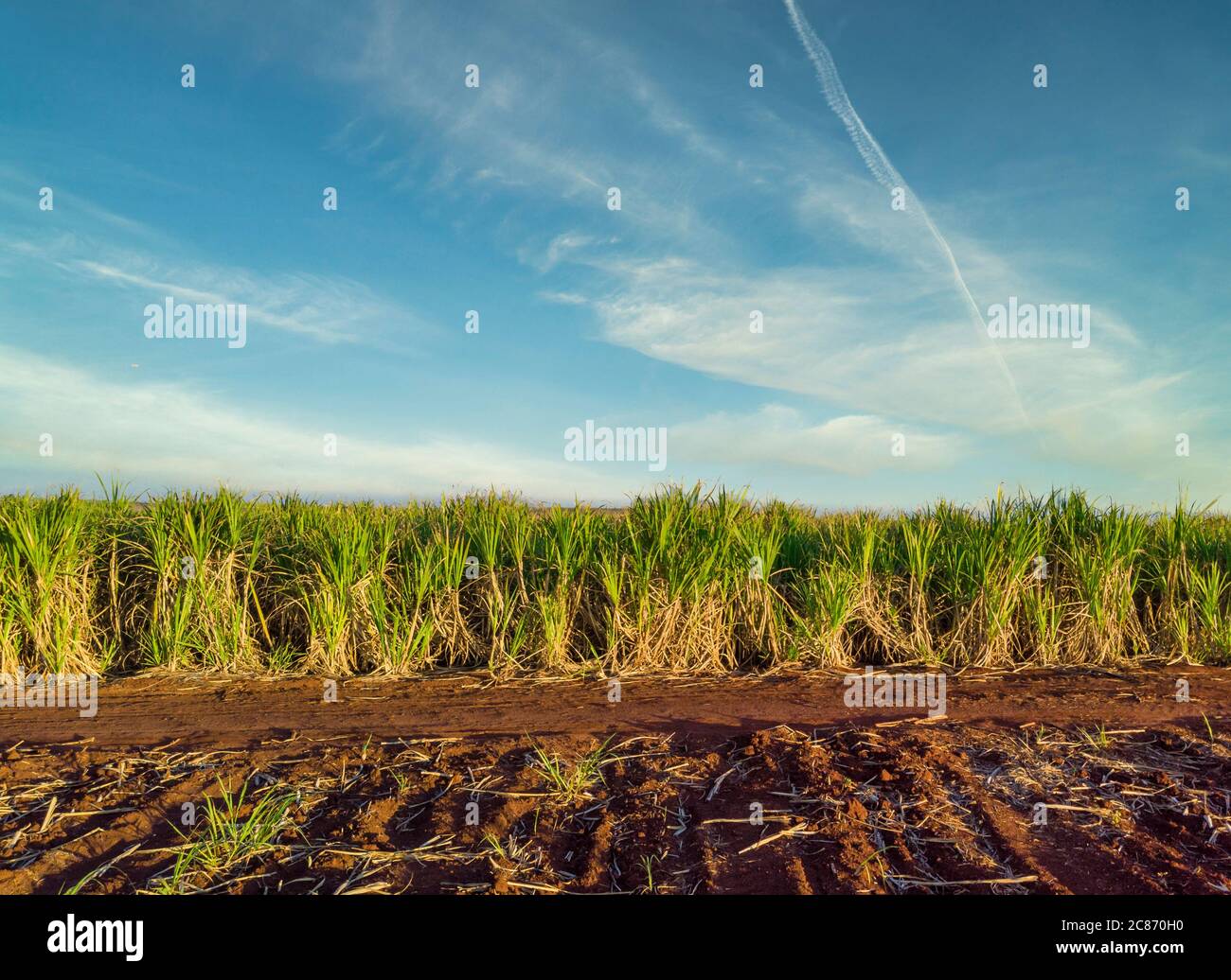 Beautiful sugar cane plantation in Brazil Stock Photo - Alamy