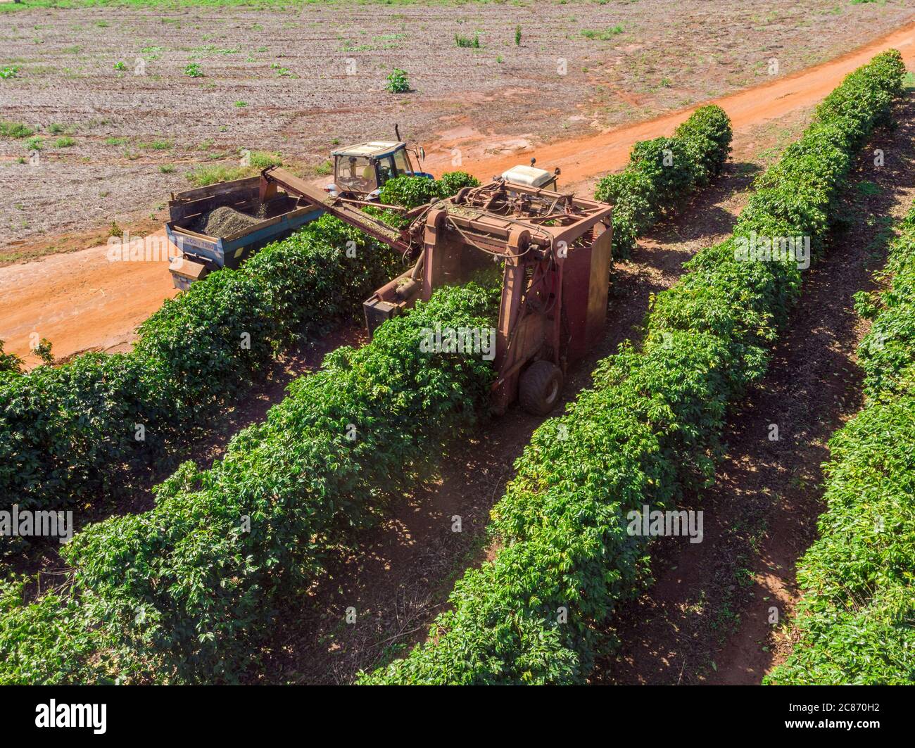 Machine in the field harvesting coffee in the plantation of Brazil ...
