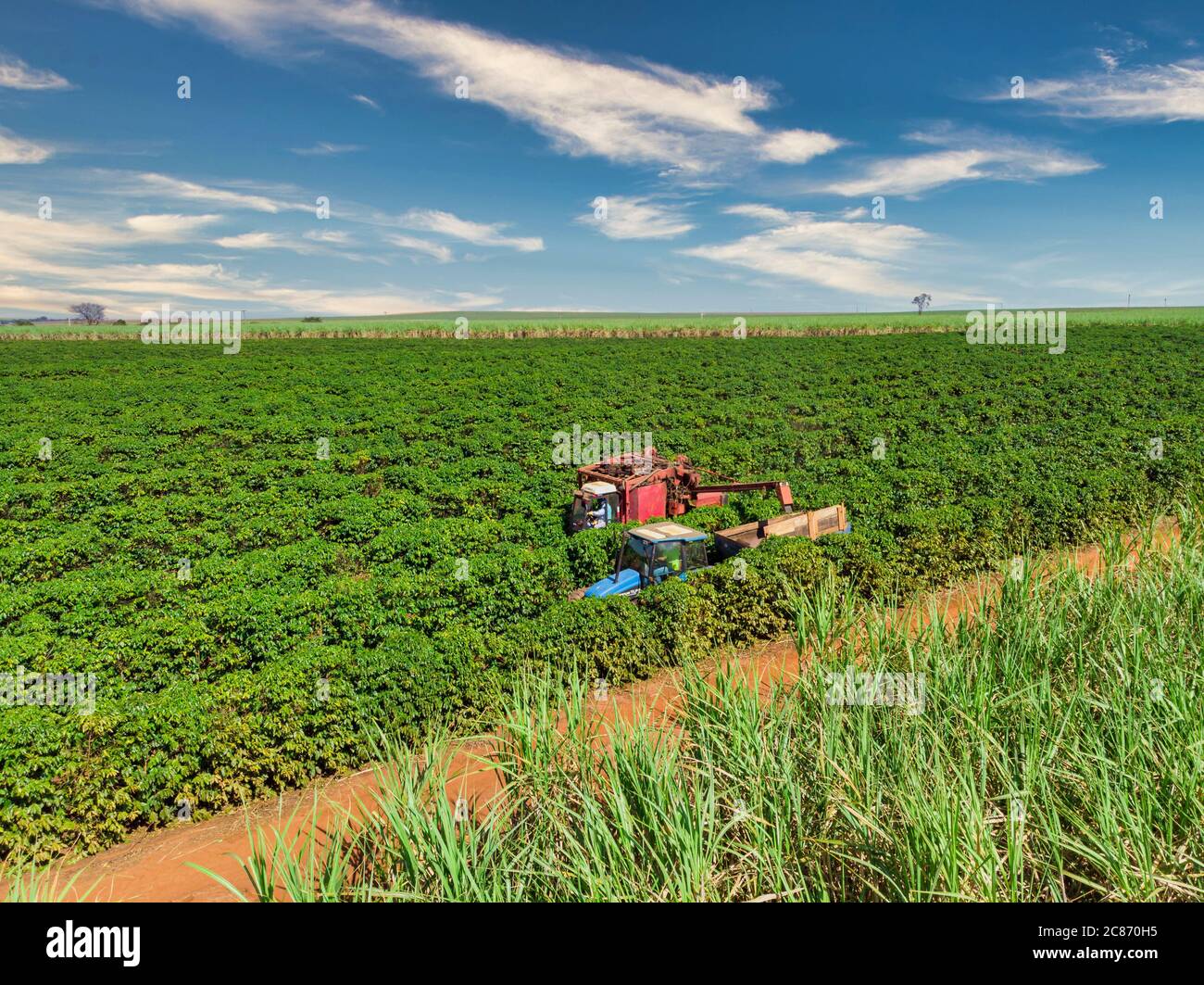 Coffee harvesting machine hi-res stock photography and images - Alamy