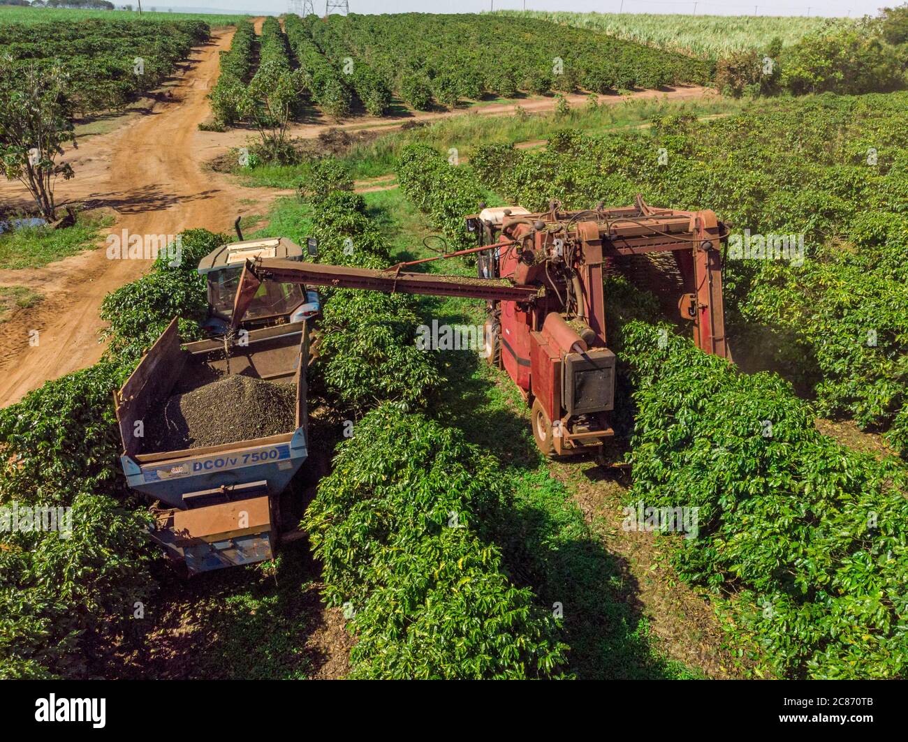 Machine in the field harvesting coffee in the plantation of Brazil ...