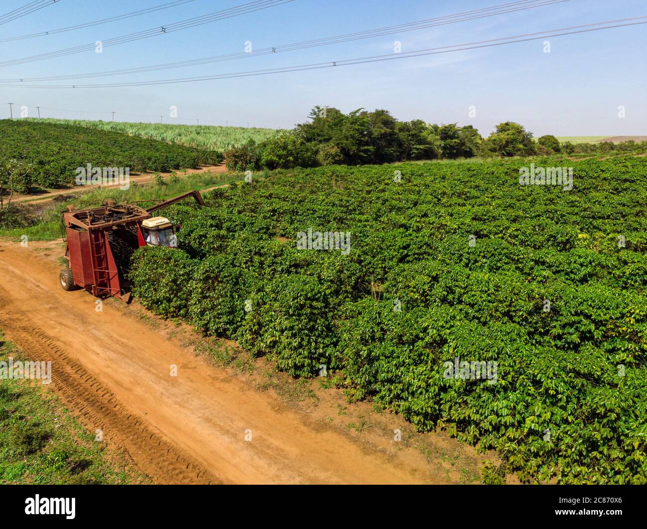 Machine in the field harvesting coffee in the plantation of Brazil ...