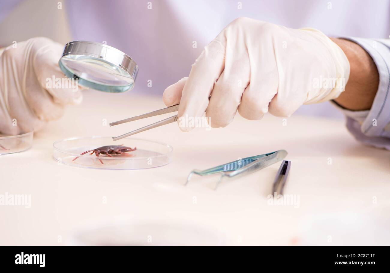 The male entomologist working in the lab on new species Stock Photo - Alamy