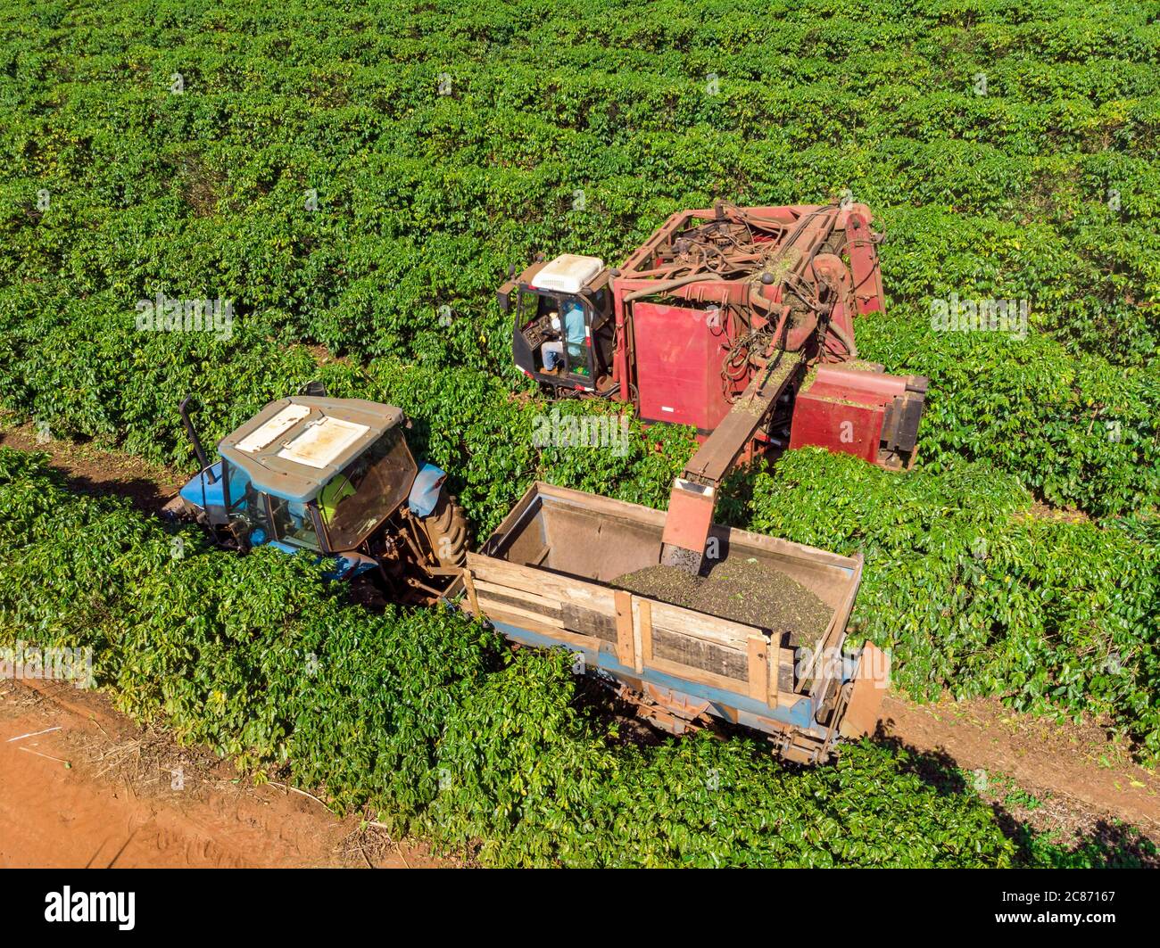 Machine in the field harvesting coffee in the plantation of Brazil ...