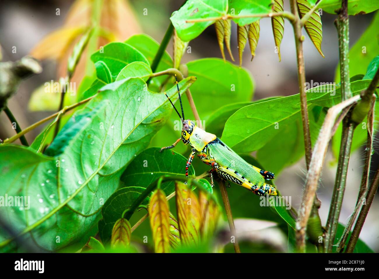 Rainbow Locust Grasshopper High Resolution Stock Photography and Images ...