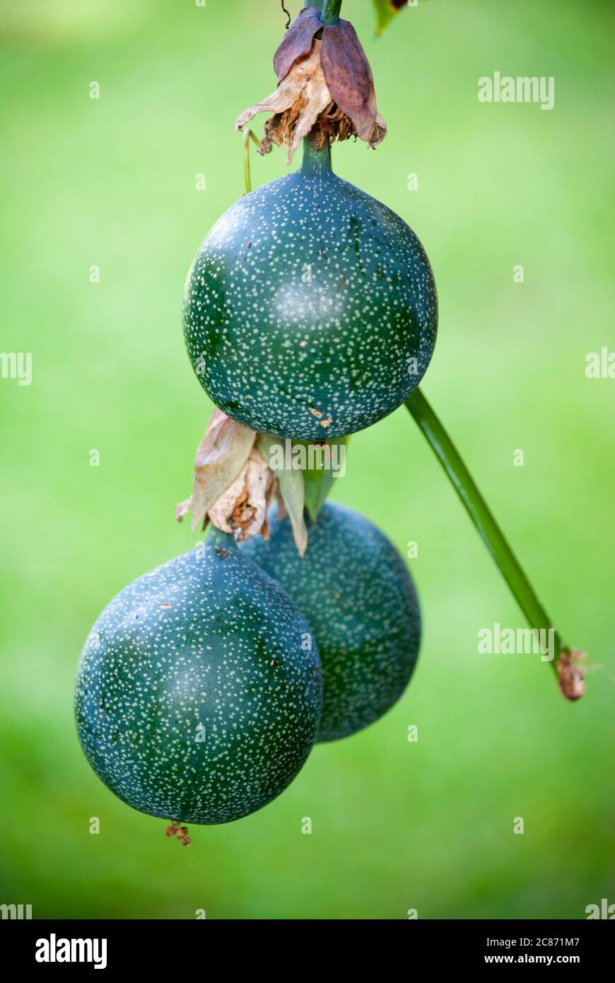 Passiflora ligularis, granadilla, tropical fruit very popular in ...