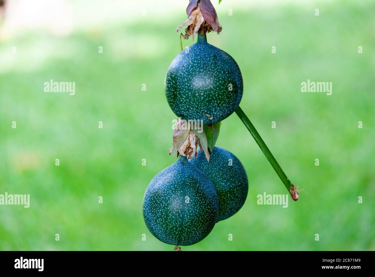Ligularis hi-res stock photography and images - Alamy